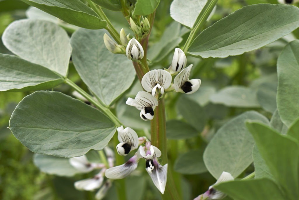 L-DOPA naturelle : Biodisponibilité améliorée avec la Vicia faba